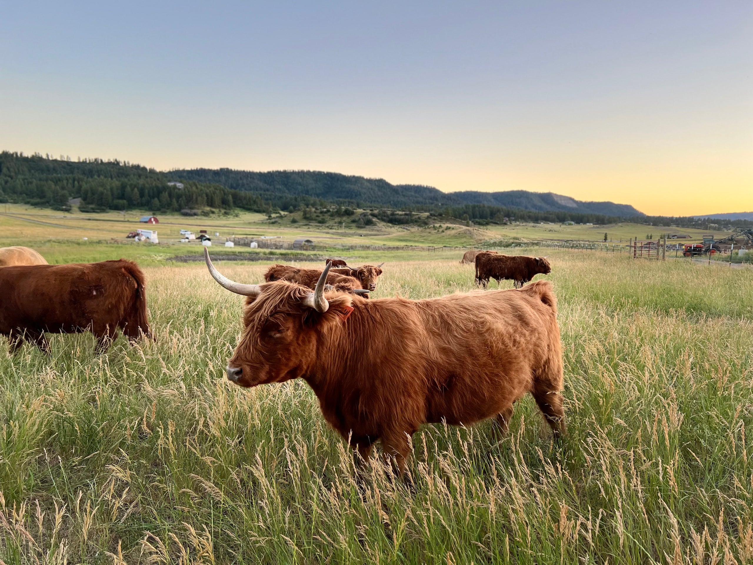 84 Ranch | Luxury Farm Stays & Pasture Pork | Pagosa Springs, Colorado